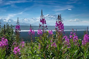 Berries From Alaska – Alaska Wild Berry Products