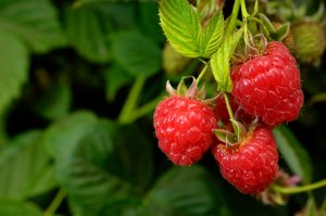 Berries From Alaska – Alaska Wild Berry Products